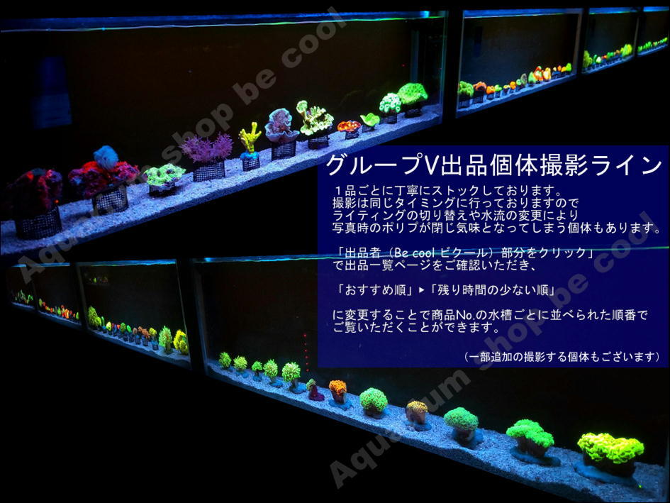 Yahoo!オークション - Y77 ハナガササンゴ（8cm前後）