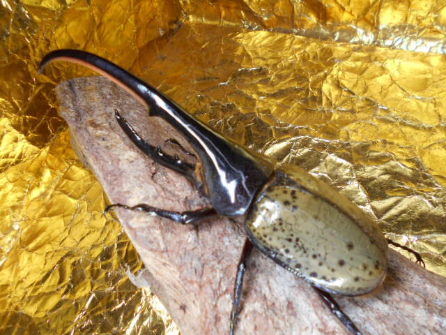 Yahoo!オークション - DHヘラクレス158♂・60UP♀ペア