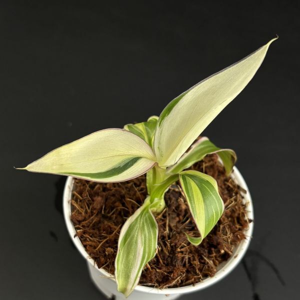 3017619 Musa nono pink variegated /ムサノノ ピンク 斑入りバナナ 順化苗 eba plants(モンステラ)｜売買されたオークション情報、yahooの商品 ...