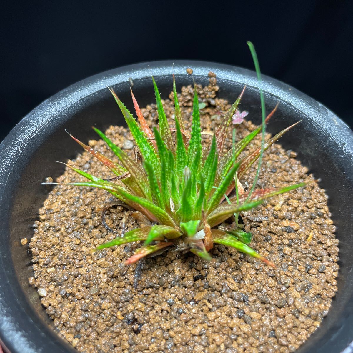 Yahoo!オークション - 166Haworthia variegata Tolange farm near Stil...