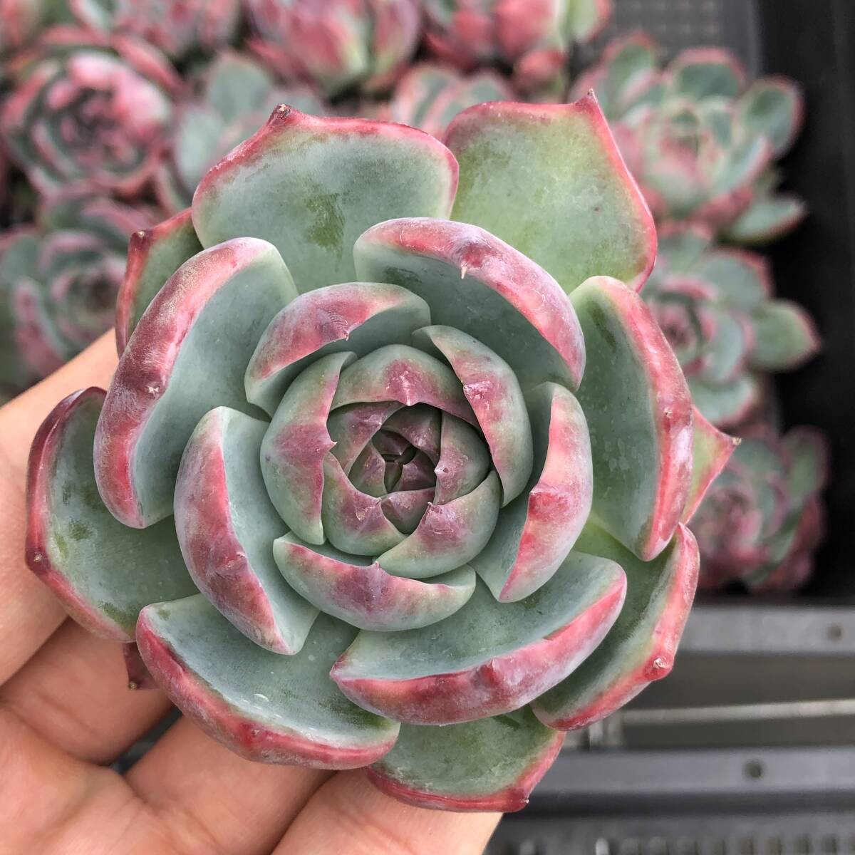 Yahoo!オークション - エケベリア24個 0708-D127 カシオ 多肉植物 カッ...