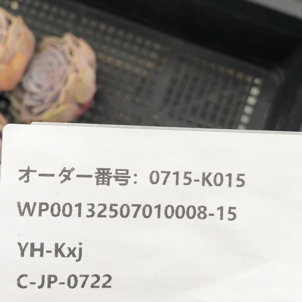 Yahoo!オークション - エケベリア10個 0715-K015 ピンクバタフライ 多...