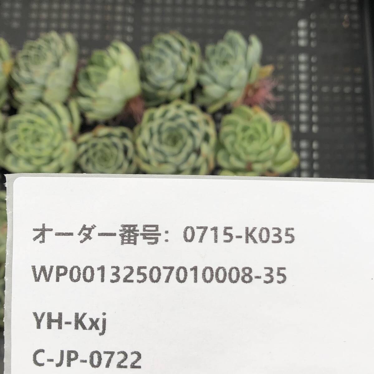 Yahoo!オークション - エケベリア24個 0715-K035 ヒューミリス x ギロ ...