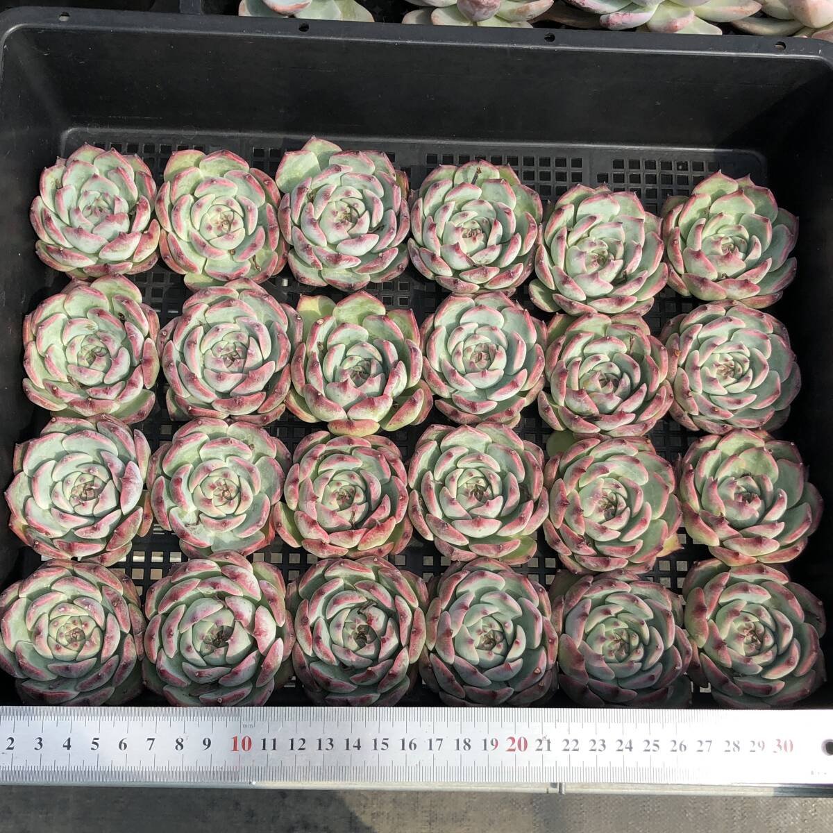 Yahoo!オークション - エケベリア24個 0722-D166 チワワエンシス 多肉...