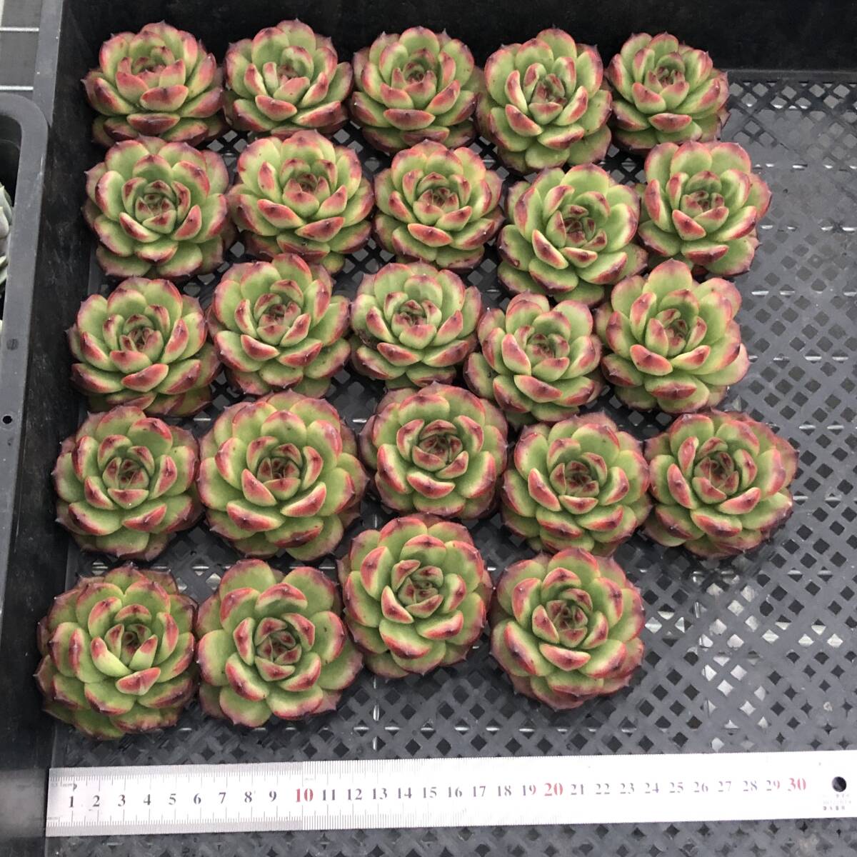 Yahoo!オークション - エケベリア24個 0729-D089 TM 多肉植物 カット苗...