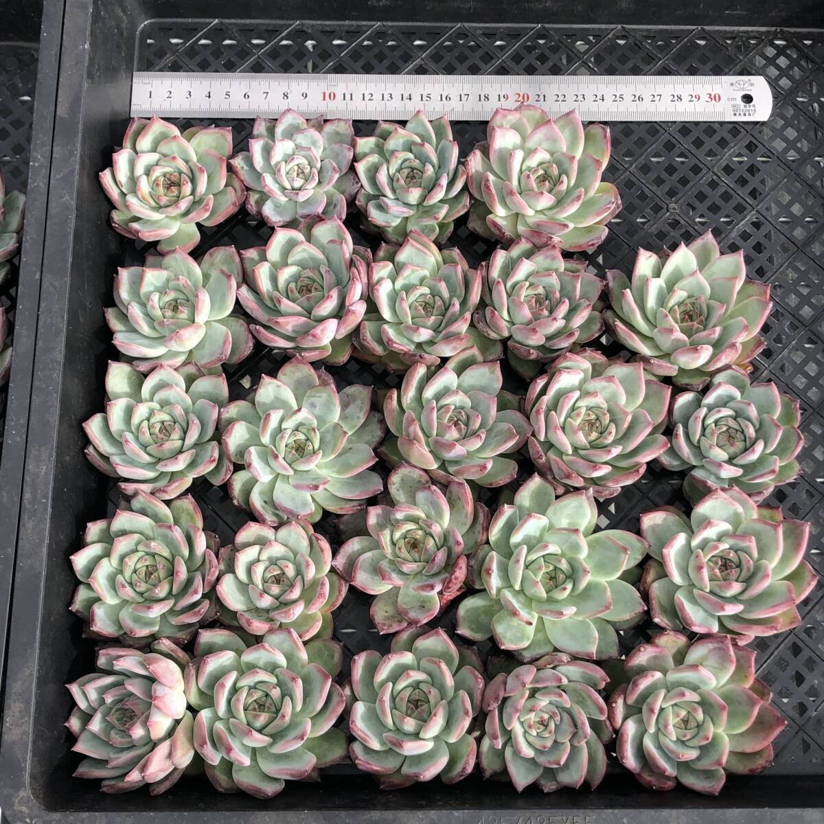 Yahoo!オークション - エケベリア24個 0729-D133 スパイ 多肉植物 カッ...