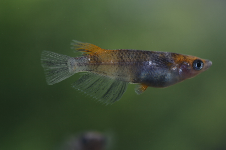 Yahoo!オークション - 【オリジアス】限定出品 神紅玉×虎翼RLF（F1）...