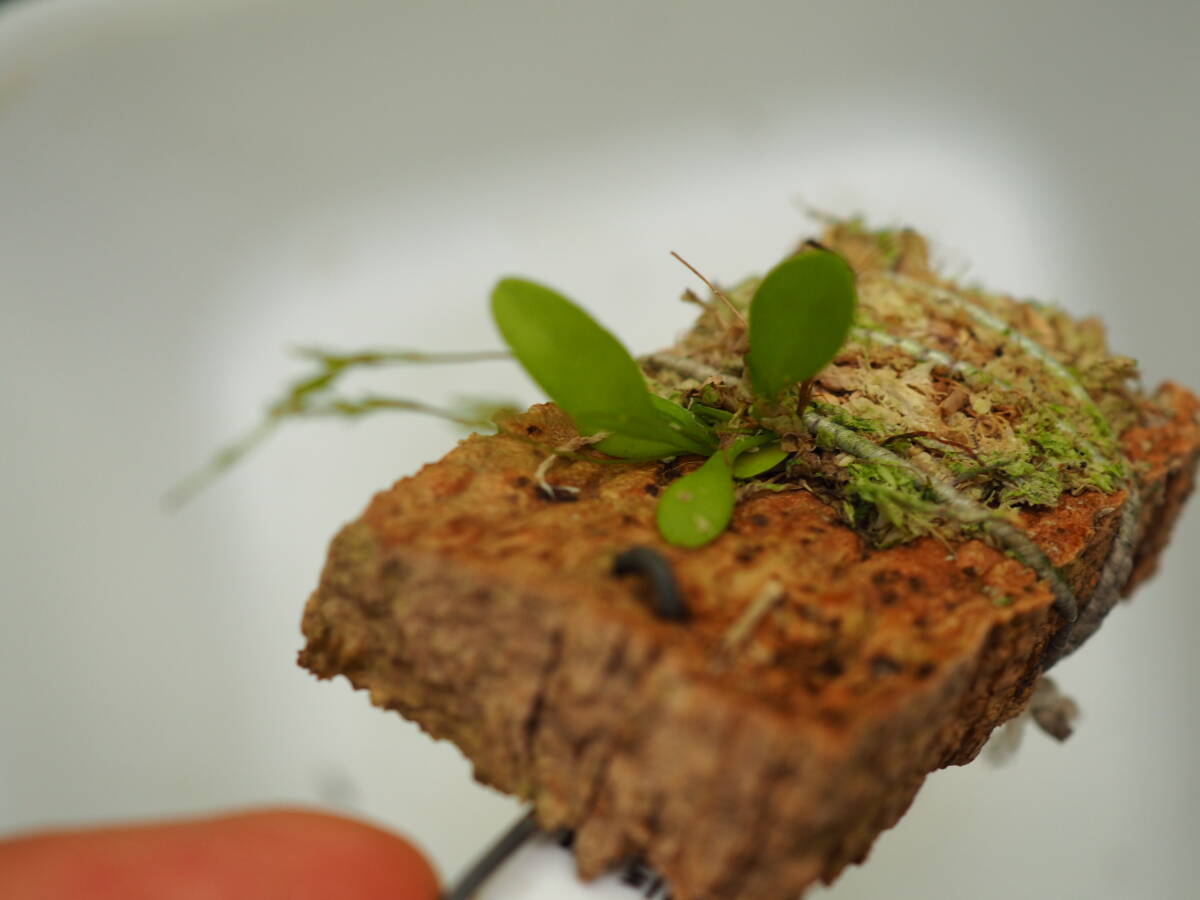 Yahoo!オークション - 07/01 Platystele caudatisepala プラティステレ...