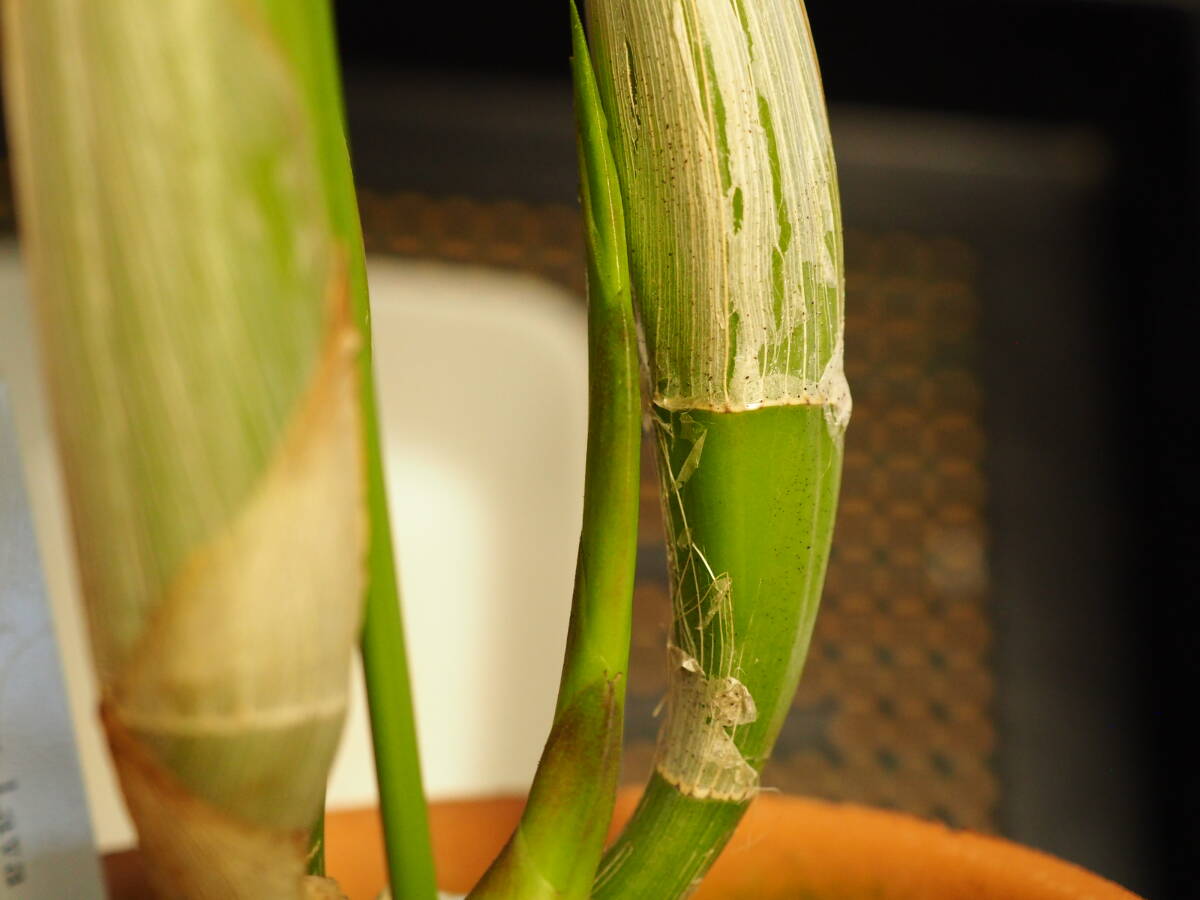 Yahoo!オークション - 07/17 LCN.Newberry Lava Burst 'Maku' AM/AOS