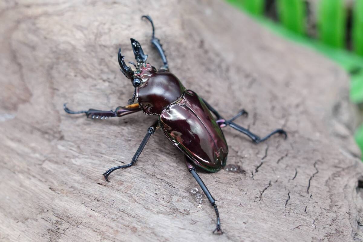 Yahoo!オークション - YS ♂♀ ニジイロクワガタ RTN本家累代 ピカー...