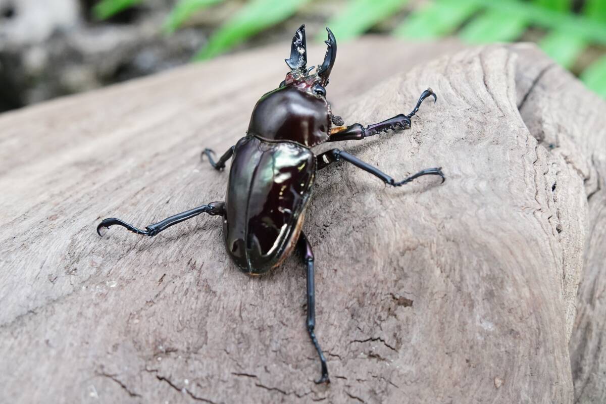 Yahoo!オークション - YS ♂♀ ニジイロクワガタ RTN本家累代 ピカー...