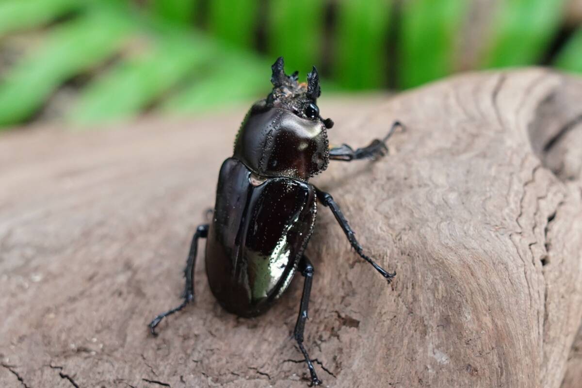Yahoo!オークション - YS ♂♀ ニジイロクワガタ RTN本家累代 ピカー...