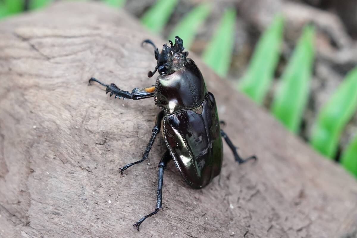 Yahoo!オークション - YS ♂♀ ニジイロクワガタ RTN本家累代 ピカー...