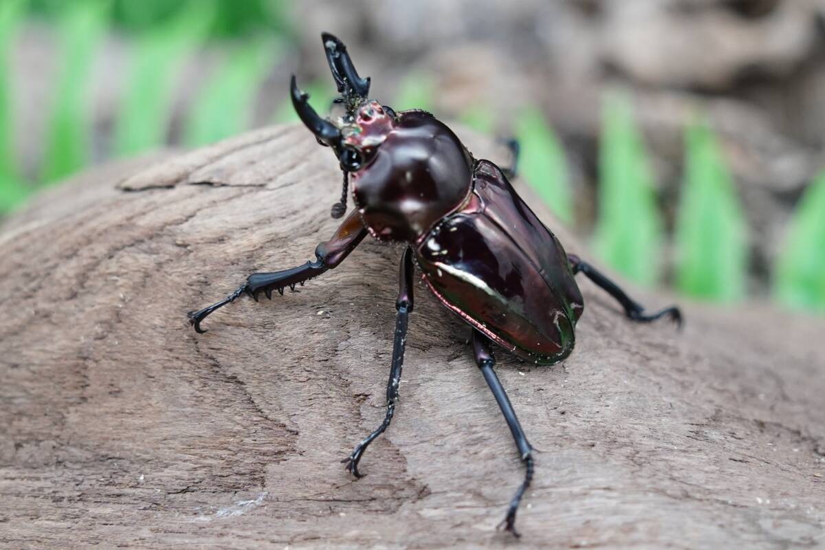 Yahoo!オークション - YS ♂♀ ニジイロクワガタ RTN本家累代 ピカー...