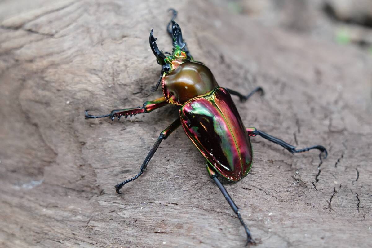 Yahoo!オークション - YS ♂♀ ニジイロクワガタ RTN本家累代 ピカー...