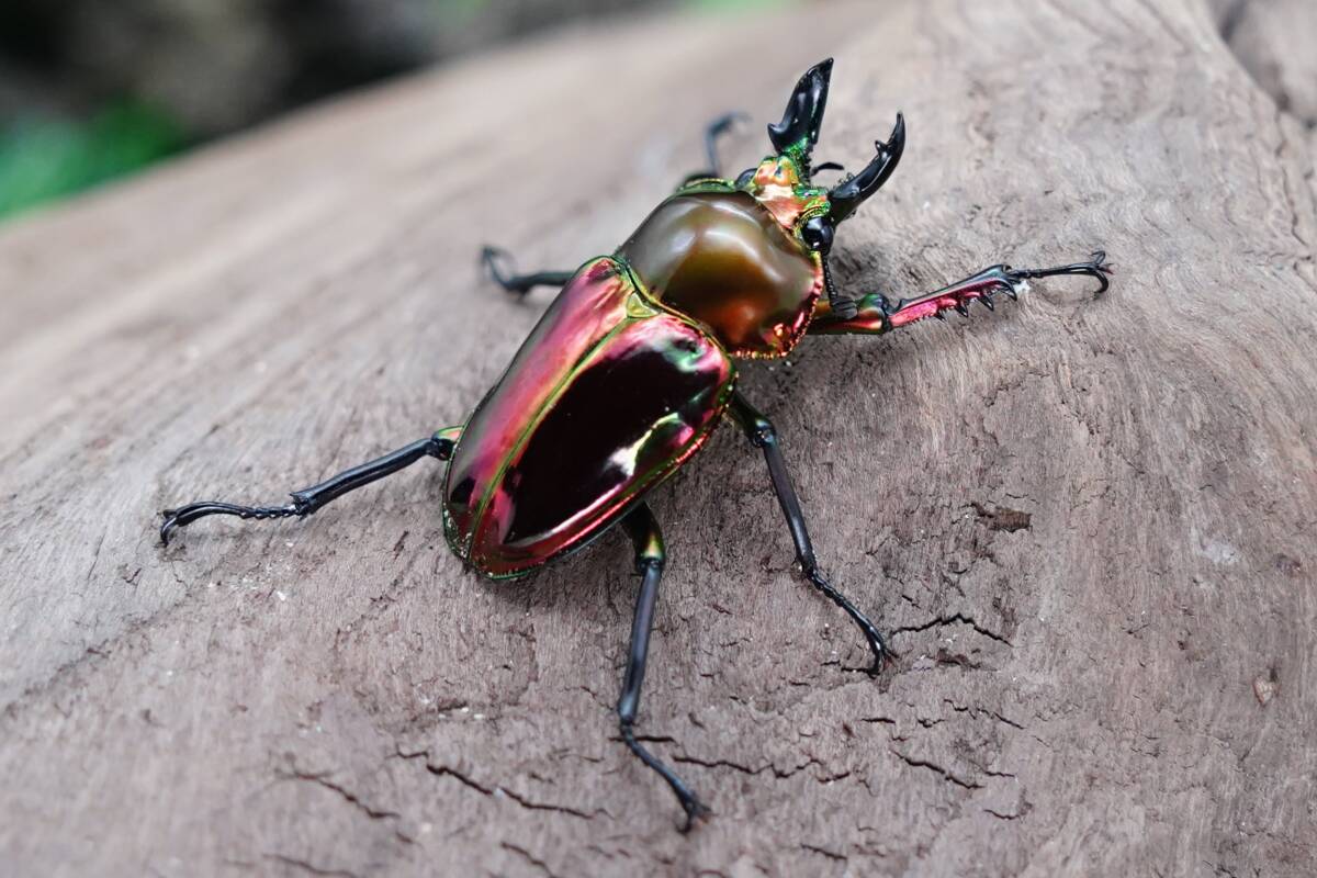 Yahoo!オークション - YS ♂♀ ニジイロクワガタ RTN本家累代 ピカー...