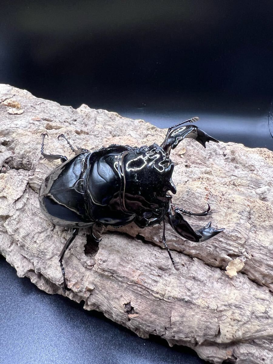 Yahoo!オークション - タランドゥスオオツヤクワガタ 新成虫ペア ♂78m...