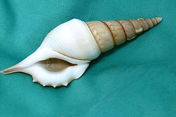 Yahoo!オークション - 0784 『ヤマビトボラ』『54x19 h13（g）』『 HIR...