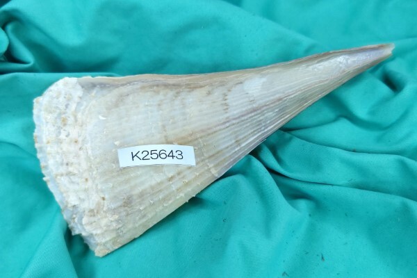 Yahoo!オークション - 0643 『イワカワハゴロモ 』『142x69 h19（18g）...