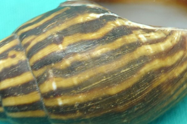 Yahoo!オークション - 0851『ナガシマヤタテ』『38x17 h16 （6.6g）』...