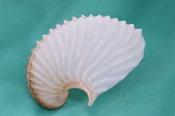 Yahoo!オークション - 0871『アオイがイ (カイダコ)』『35x19 h21（0.5...