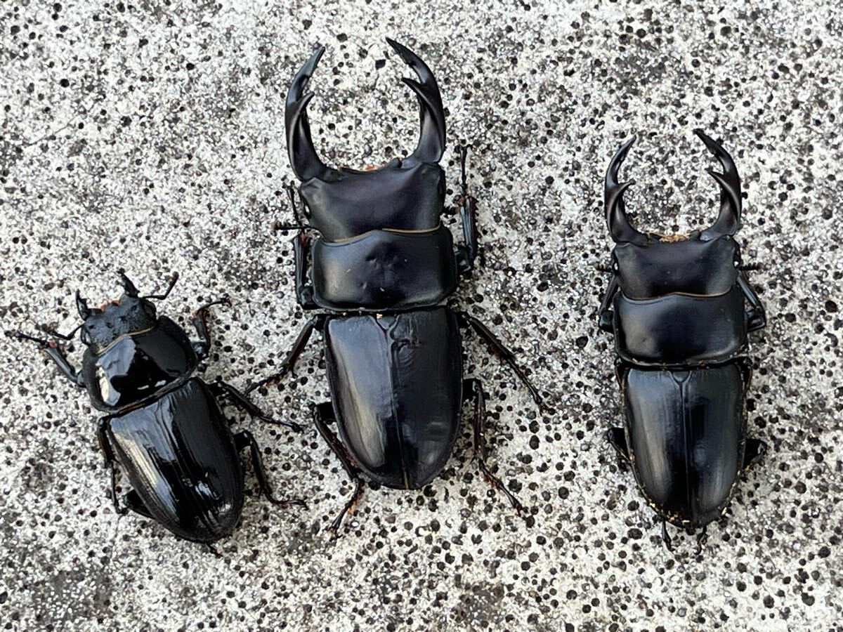 Yahoo!オークション - 韓国 オオクワガタ WF2 新成虫 61/54/39