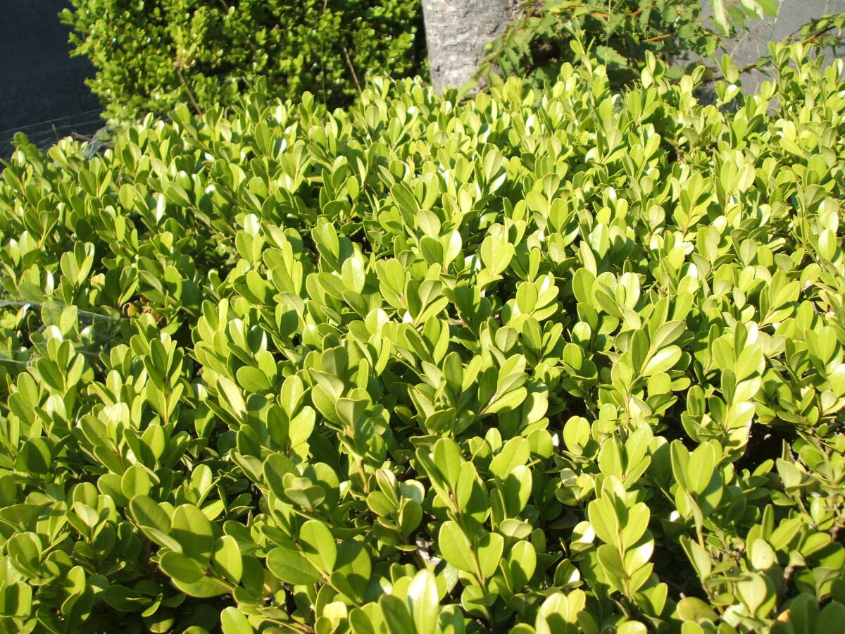 Yahoo!オークション - FUJIFILM FinePix F450 コンパクト デジタルカメ...