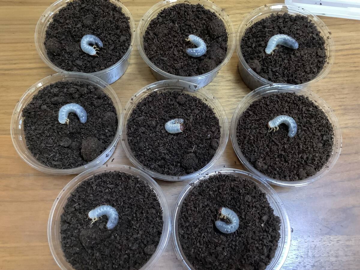 Yahoo!オークション - ティティウスシロカブト 2齢幼虫6匹＋2匹 2025年...