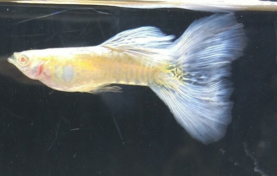 Yahoo!オークション - RREAギャラクシー 若魚3ペア+α【説明文必読願い...