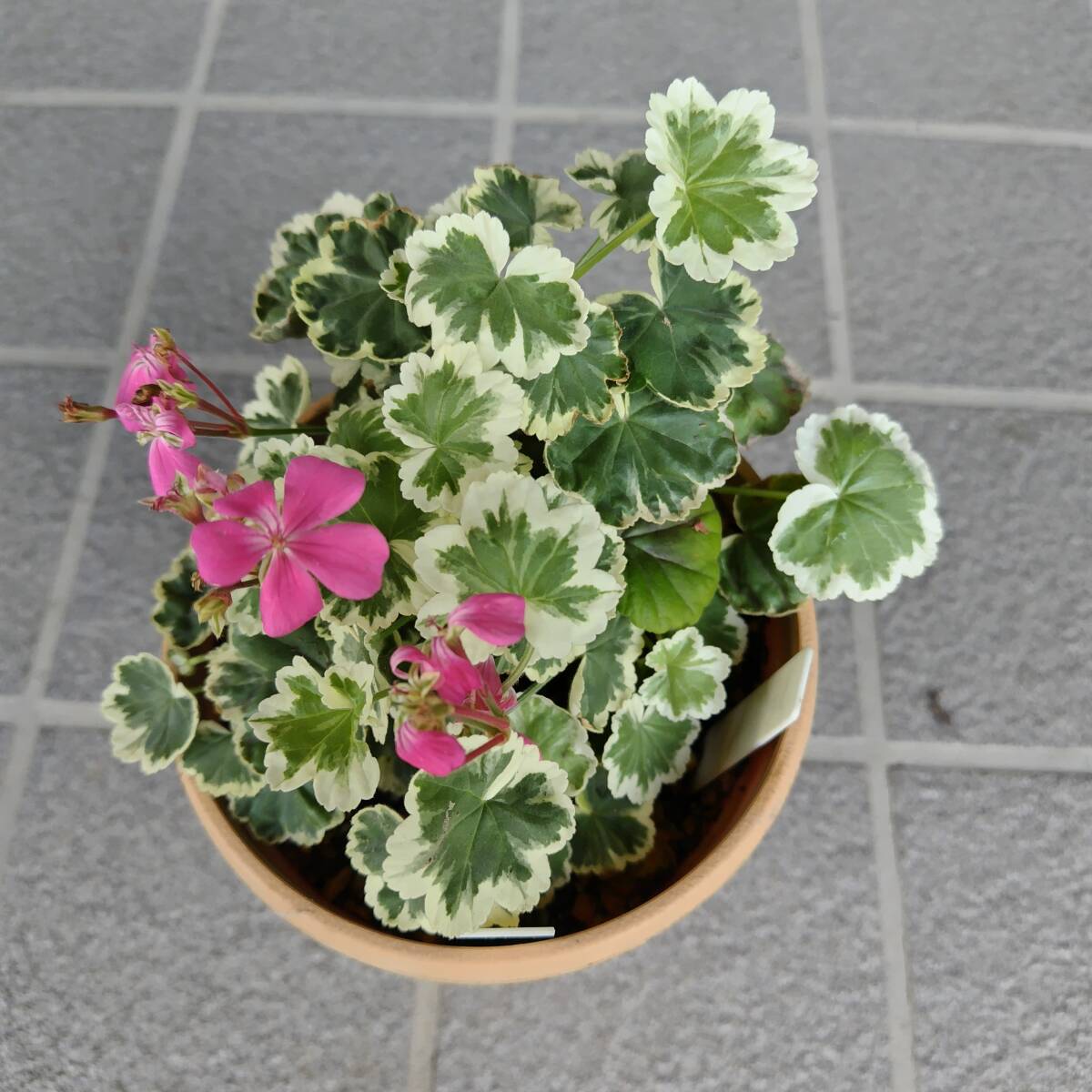 Yahoo!オークション - 斑入りゼラニューム・ピンクの花