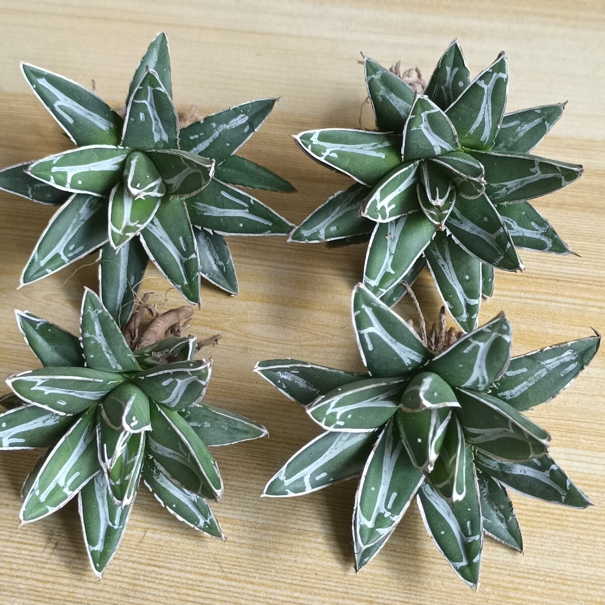 Yahoo!オークション - F565 アガベ 濃白 児玉姫笹の雪 特選 極上美株 4...