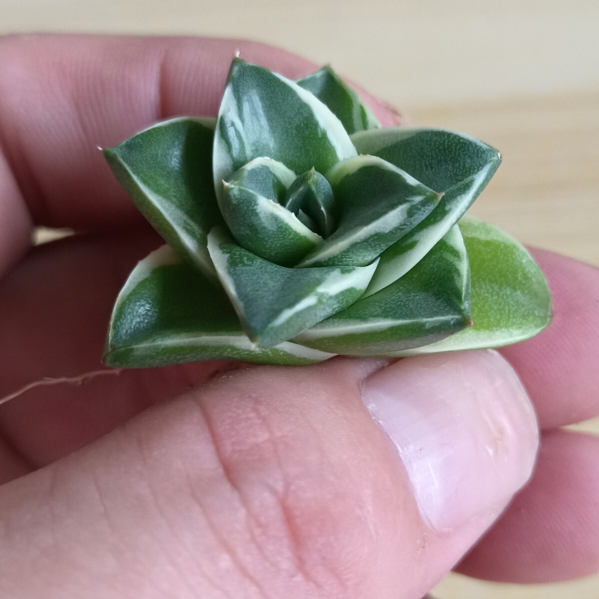 Yahoo!オークション - F731 特選 アガベ ピンキー 王妃笹の雪A型 白覆...