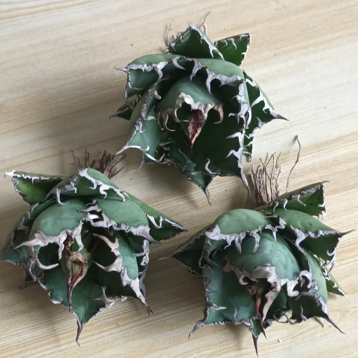 Yahoo!オークション - F378 特選 アガベ チタノタ凱撒 シーザー 強棘 ...