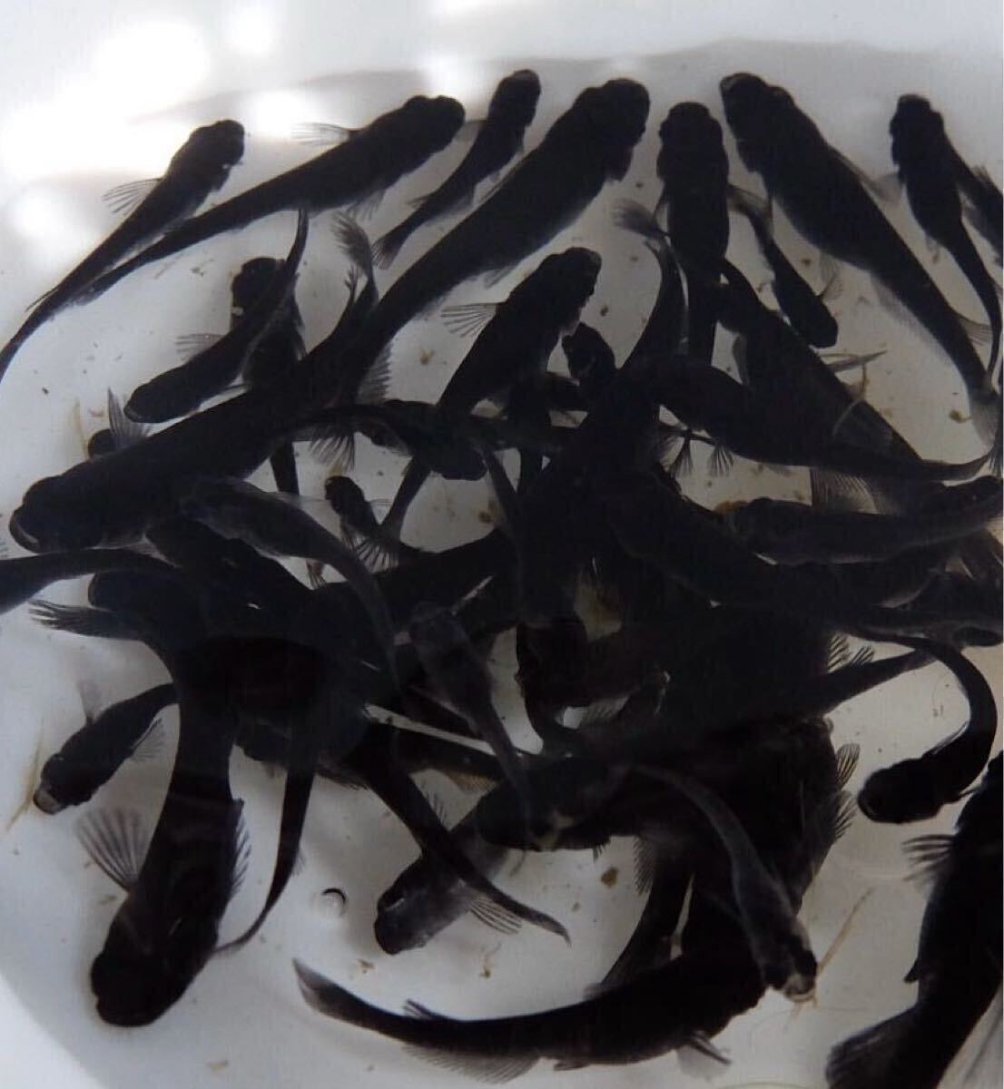 Yahoo!オークション - めだか オロチ 有精卵 50個 【O-R07-23】