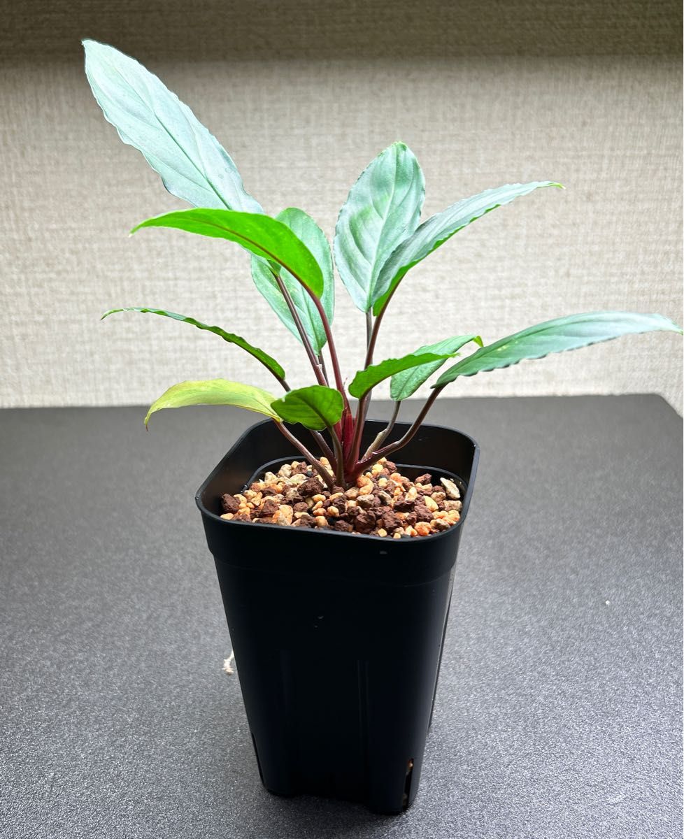 Homalomena "Euc×LR"【LA-hyb 22-02】｜Yahoo!フリマ（旧PayPayフリマ）