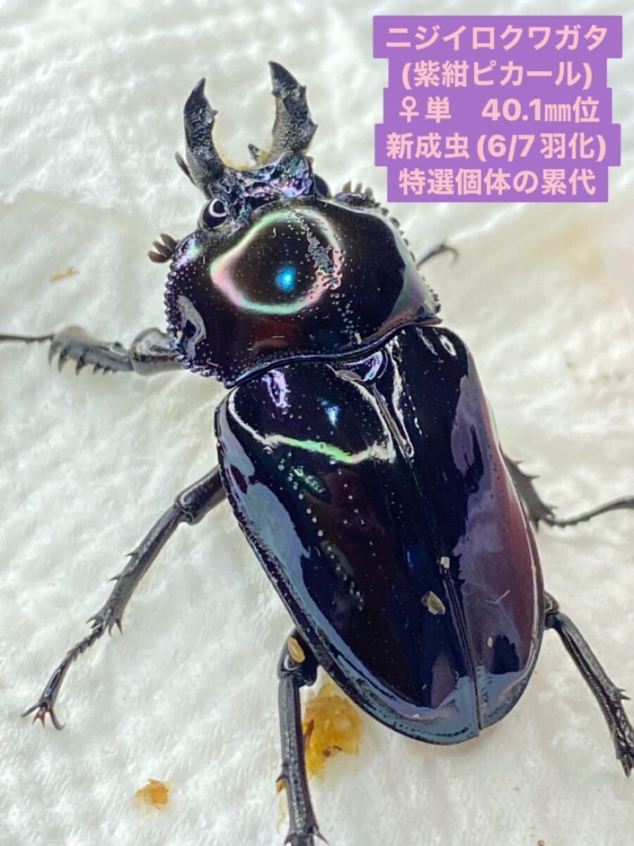 Yahoo!オークション - 【牛マルキン】【特選個体の累代】ニジイロクワ...