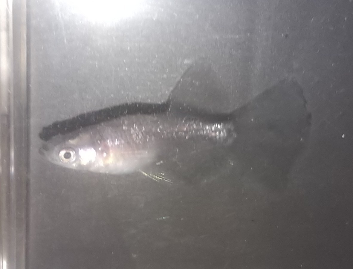 Yahoo!オークション - 【卵】 プラチナ星河リアルロングフィン ヒカリ...