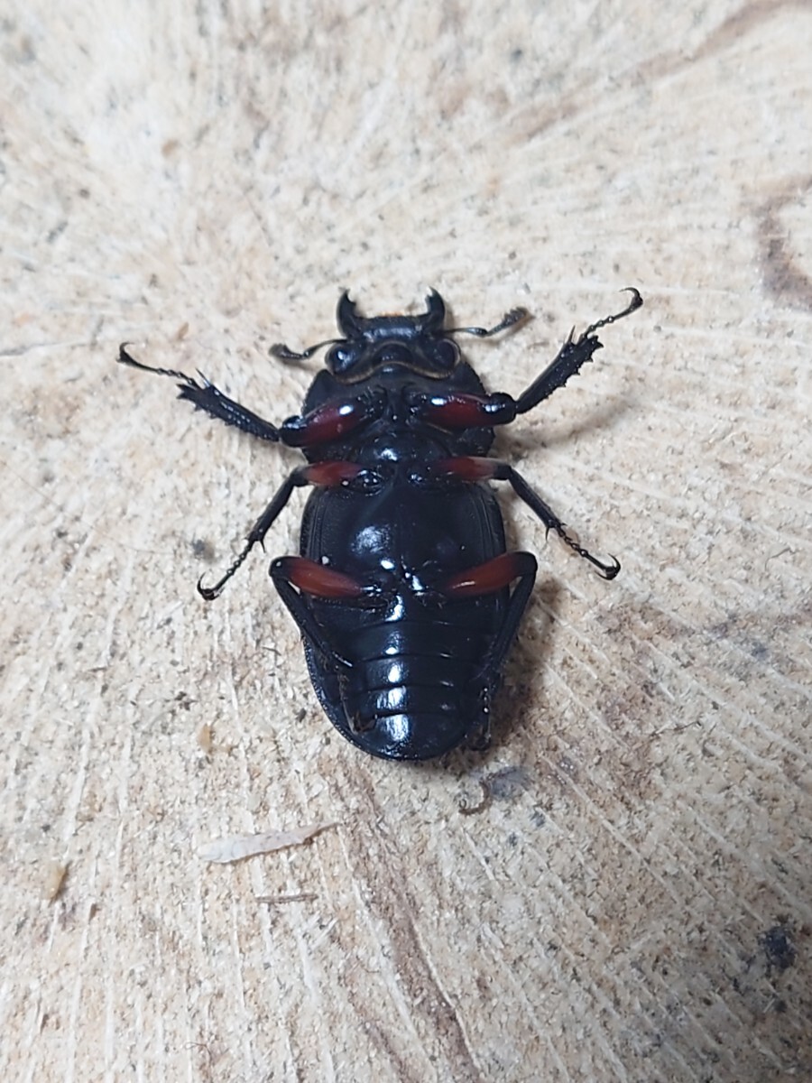 Yahoo!オークション - 【くりこま】 ディディエールシカクワガタ ♂73m...