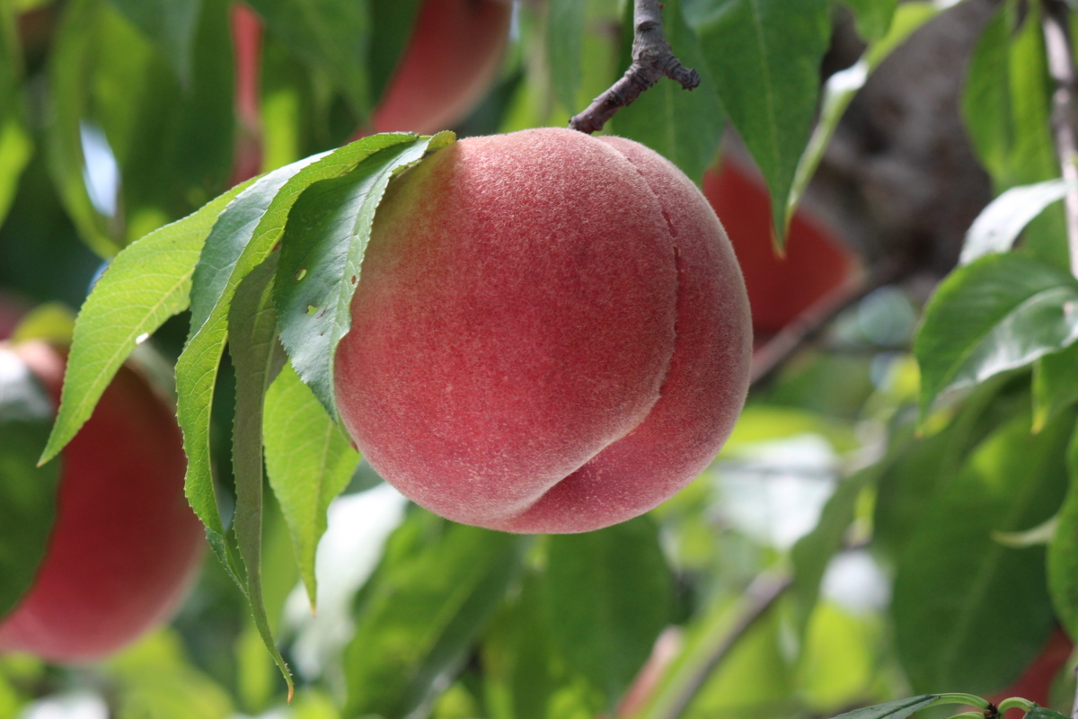 Yahoo!オークション - 予約 8月下旬 山形県産白桃 まどか 秀 約2kg6～9...