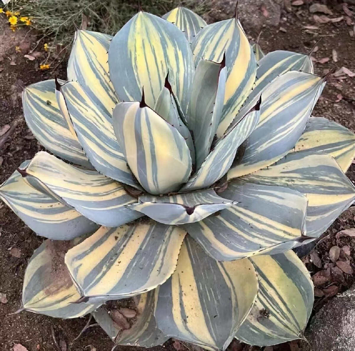 Yahoo!オークション - A85希少 アガベ 特選優良株 ベビーフェイス Agav...