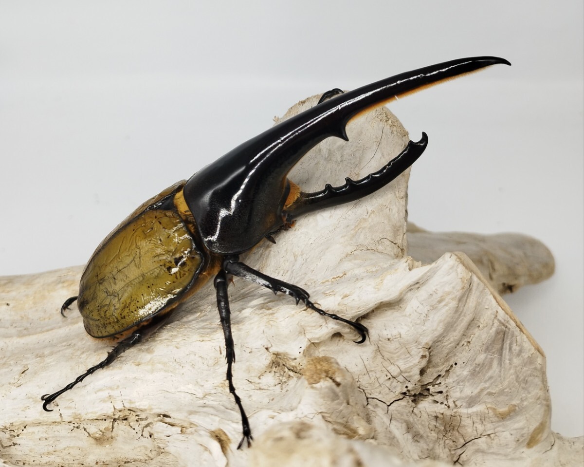 Yahoo!オークション - ♂157mm♀71mm DHヘラクレス ヘラクレスオオカブ...