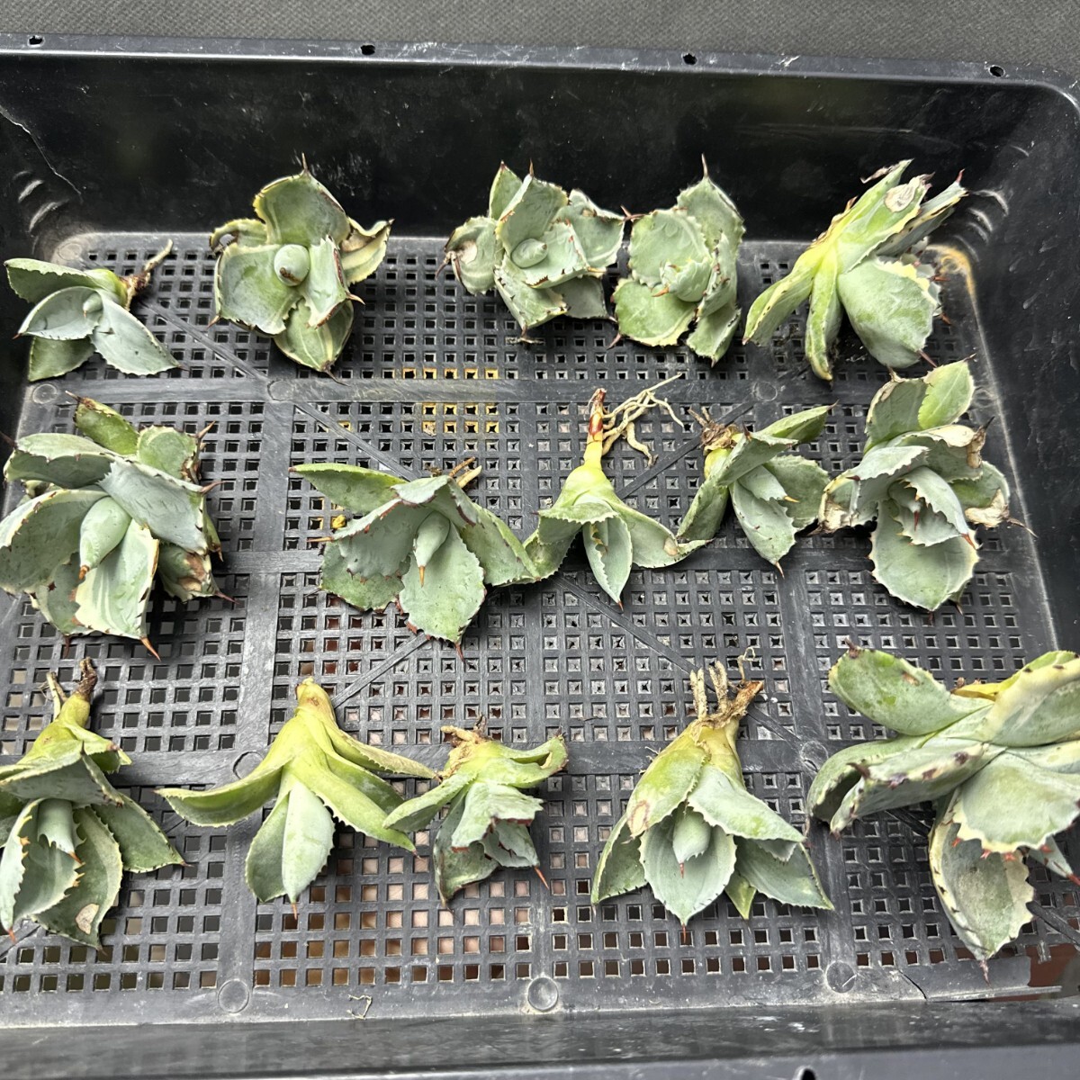 L LONG H46 多肉植物 アガベ 王妃兜蟹錦 連棘 特選優良株 OC天芽子株 15株同梱(アガベ)｜売買されたオークション情報、yahooの商品情報をアーカイブ公開 - オークファン ...