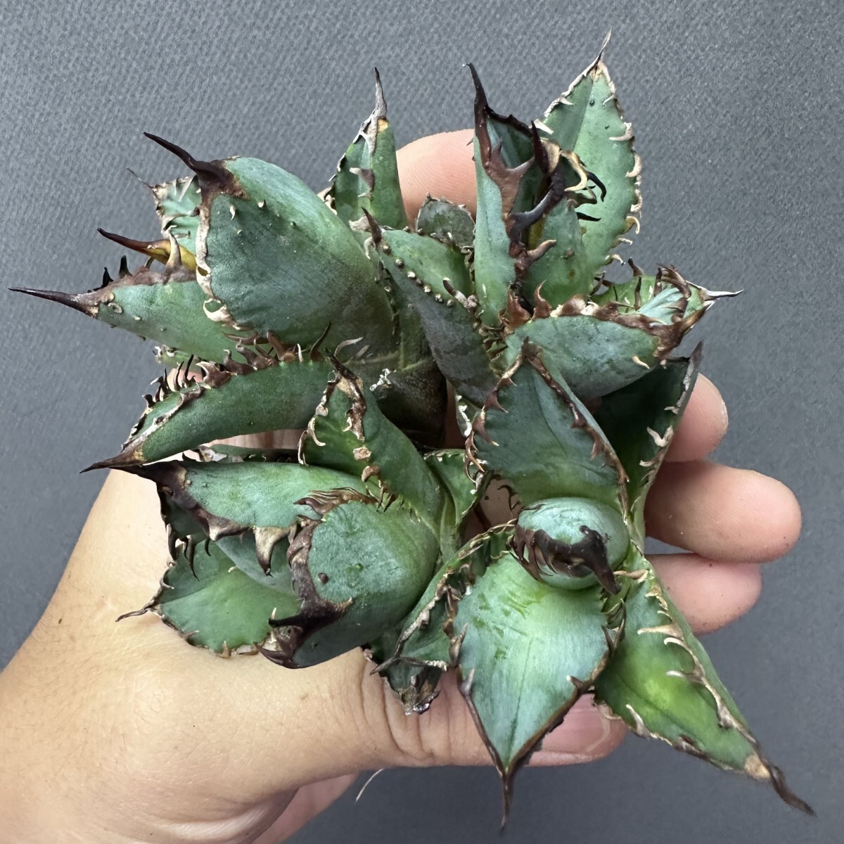 Yahoo!オークション - 【L LONG】 K39 特選 アガベ 多肉植物 チタノタ ...