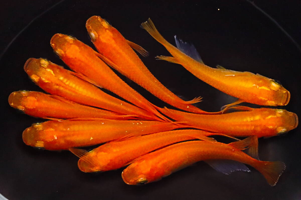 Yahoo!オークション - 丸長メダカ BB2【 紅帝 種親クラス 】10匹 めだ...