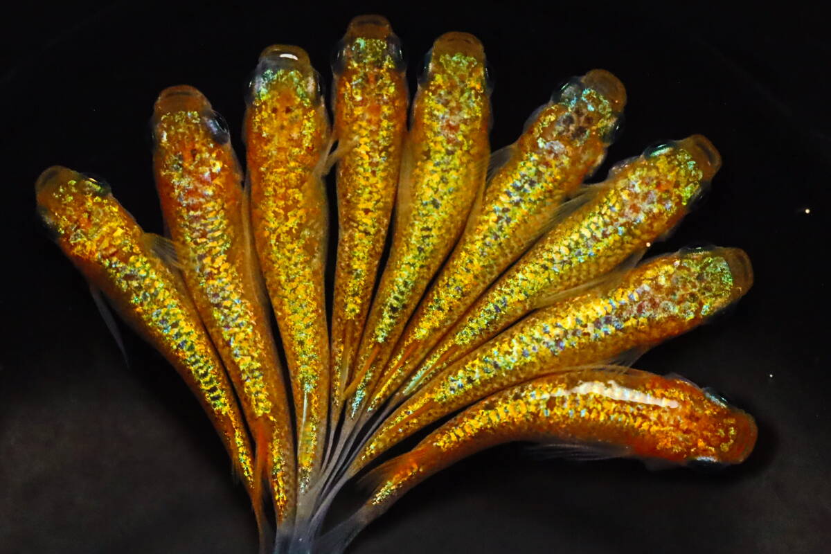 Yahoo!オークション - 丸長メダカ Q28【 静波ゴールド 種親クラス 】8...