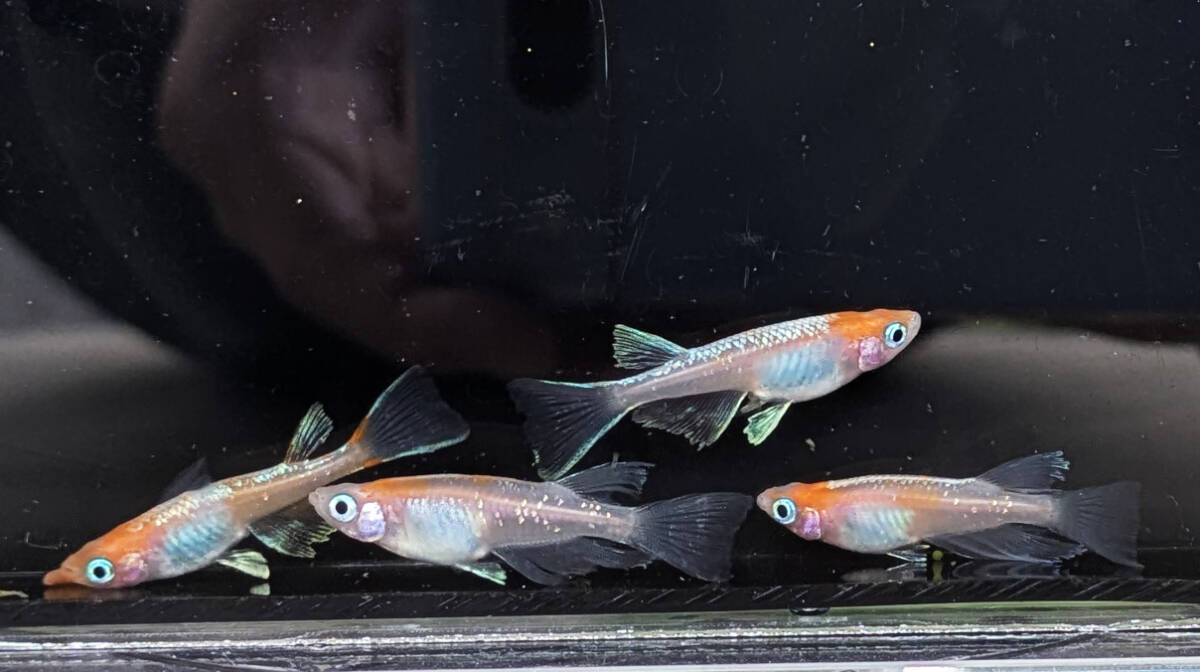 Yahoo!オークション - 【水華めだか】エリザベス 2ペア 善通寺メダカ様...