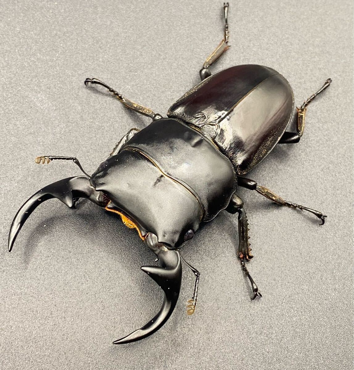 Yahoo!オークション - ♂少し赤め ババクルビデンスオオクワガタ CBF1 ...