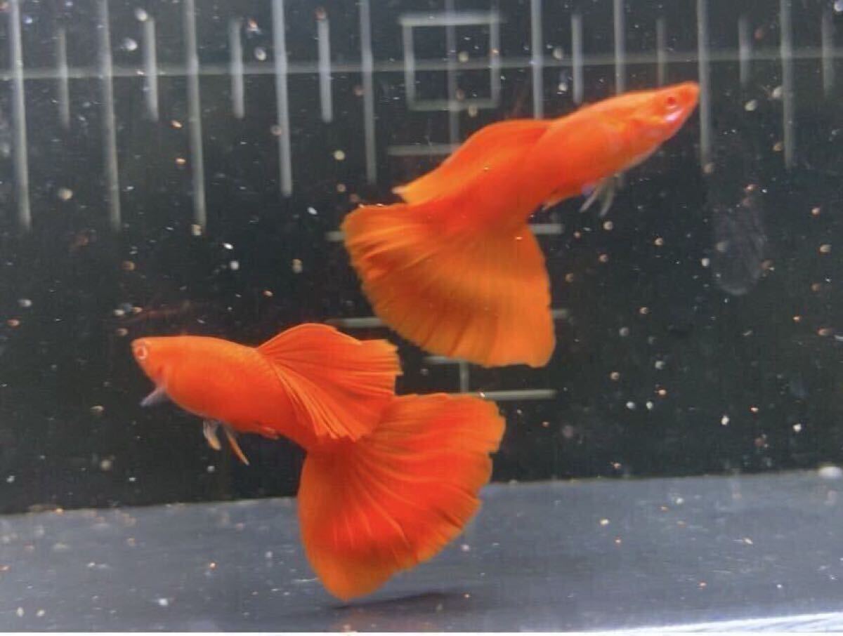 Yahoo!オークション - [2ペア]RREA フルー レッド リボン メガフィン