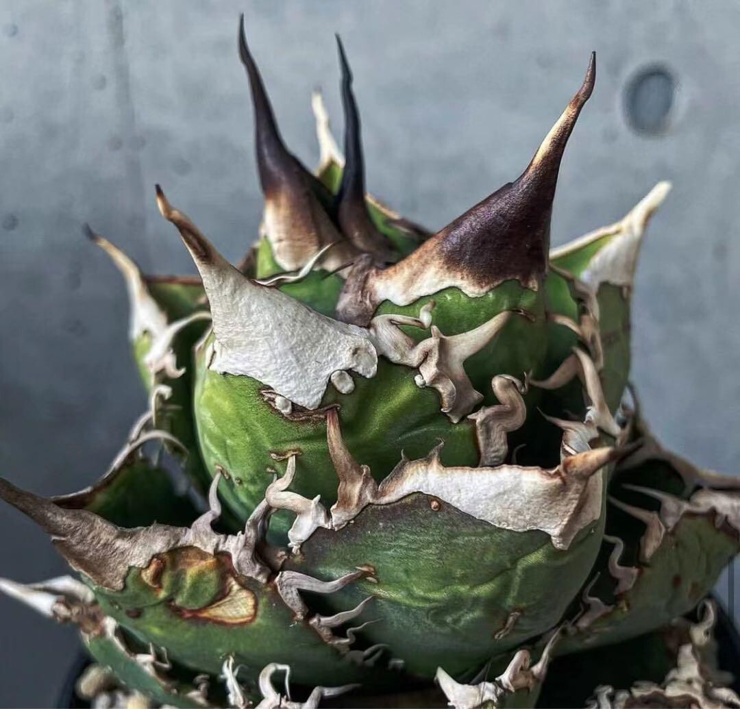 Yahoo!オークション - f170 高級品希少種 アガベチタノタ ハゲワシ強棘...