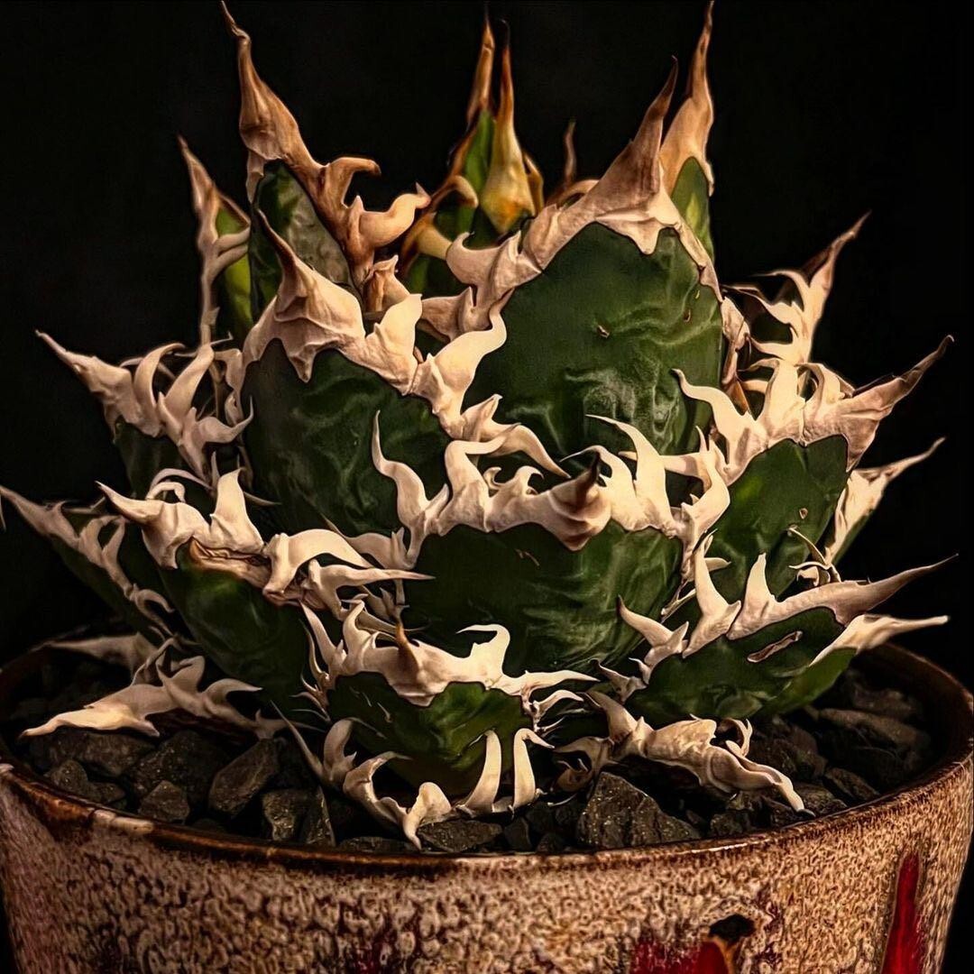 Yahoo!オークション - f197 アガベ チタノタ 鯊魚剣 台湾 超レア種優良...